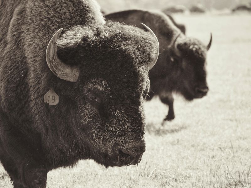 Buffalo in the shadow at the Addington Buffalo Ranch Oklahoma ...