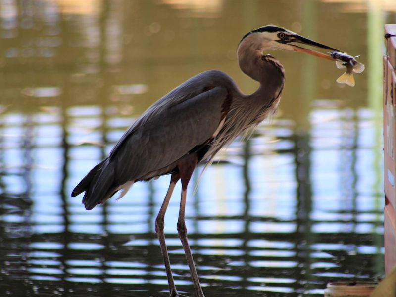 Great Blue Heron catching fish | Smithsonian Photo Contest ...