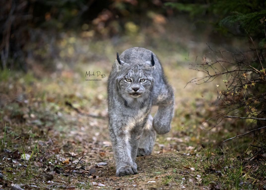 Lynx on the Prowl | Smithsonian Photo Contest | Smithsonian Magazine
