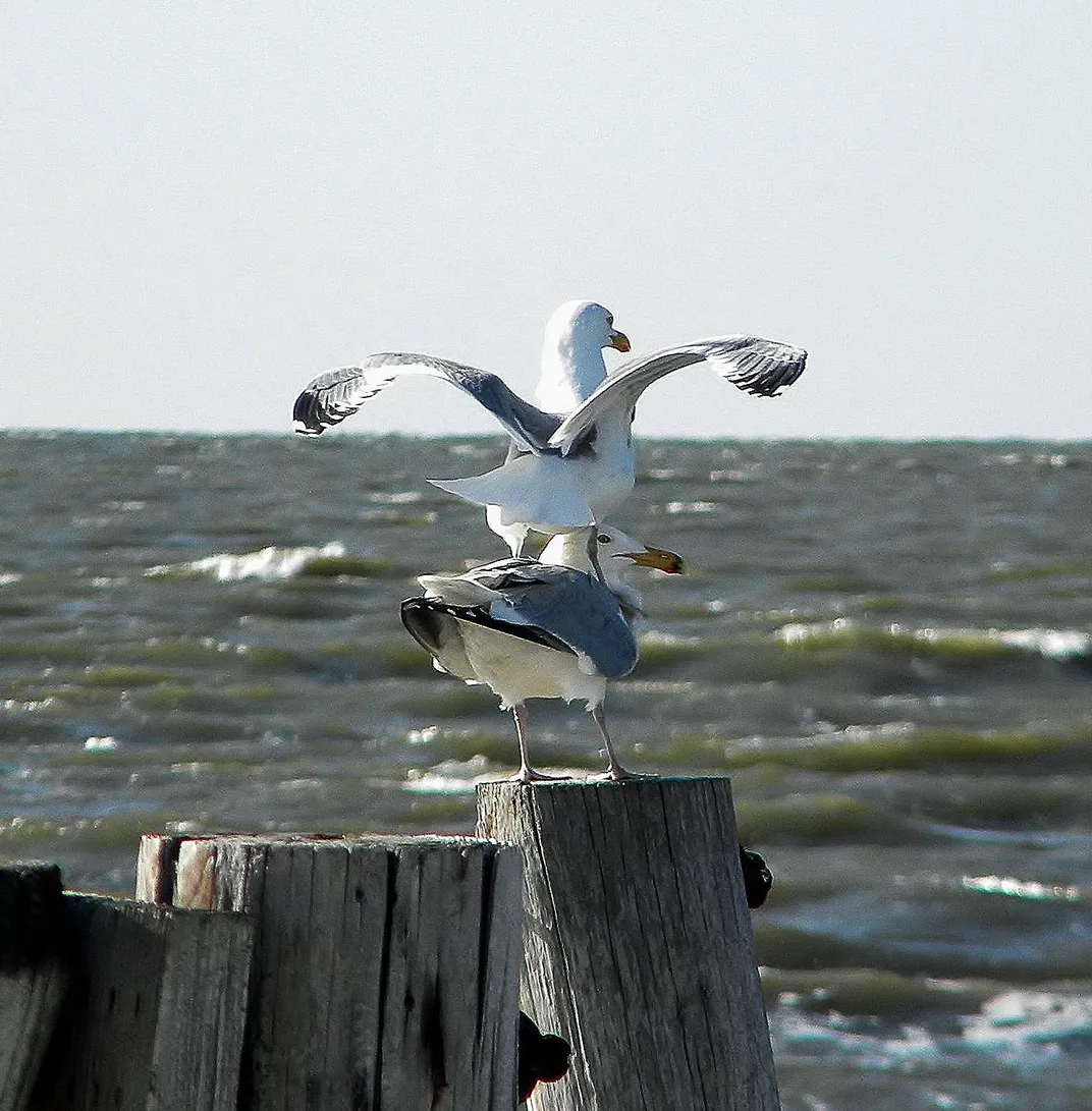 Seagulls Having Fun | Smithsonian Photo Contest | Smithsonian Magazine