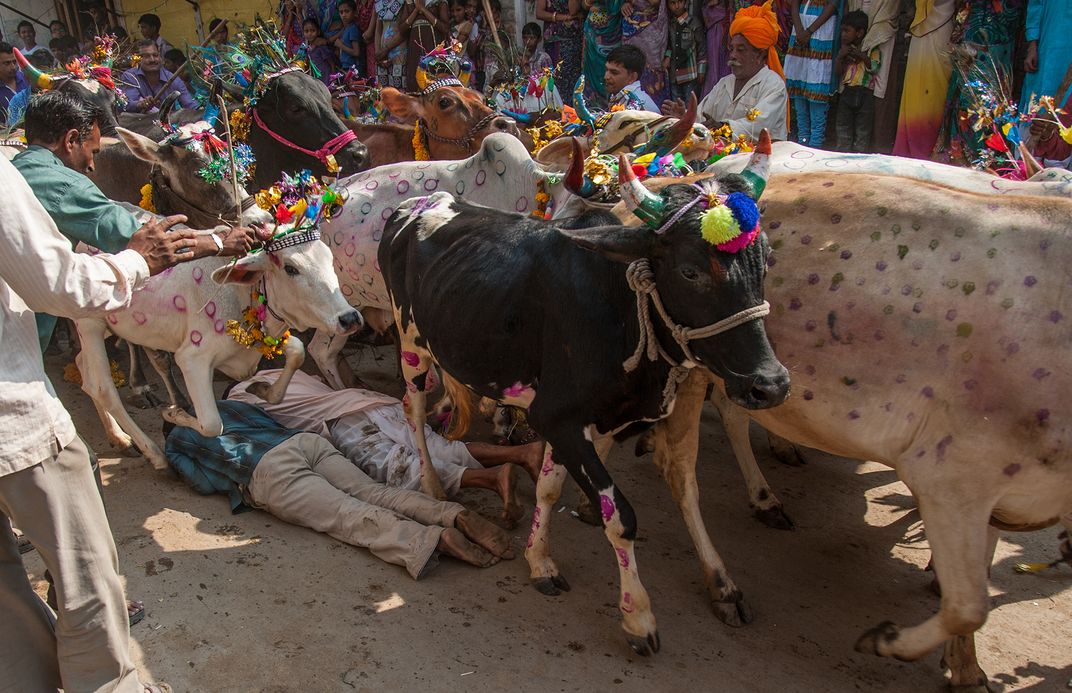 Hindu devotees lie on the ground in front of running cows as part of a ...