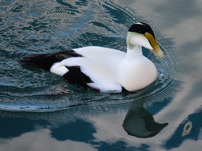 Common eider | Smithsonian Photo Contest | Smithsonian Magazine