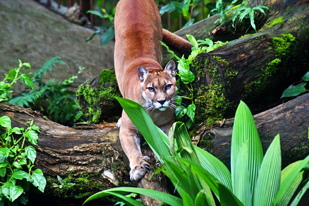 Puma Stretching | Smithsonian Photo Contest | Smithsonian Magazine