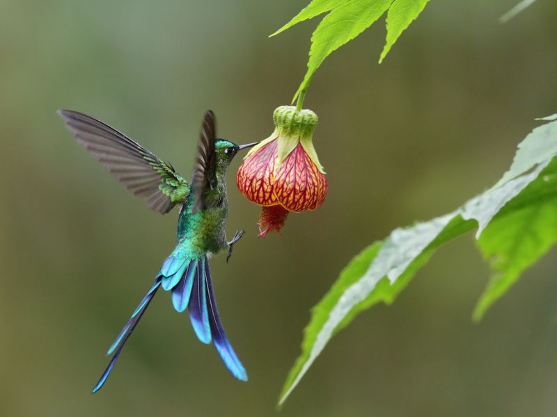 Long-tailed Sylph Hummingbird feeding on nectar from hibiscus relative ...