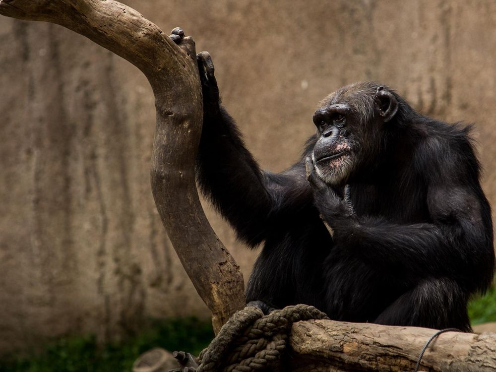 The Mysterious Cause of a Deadly Illness in Sanctuary Chimps Revealed
