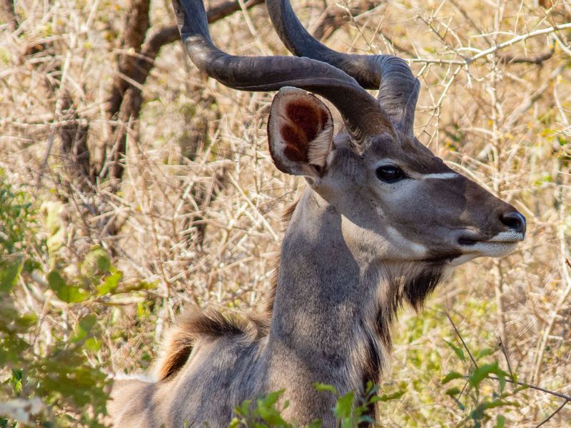 A kudu stands alert in the bush | Smithsonian Photo Contest ...
