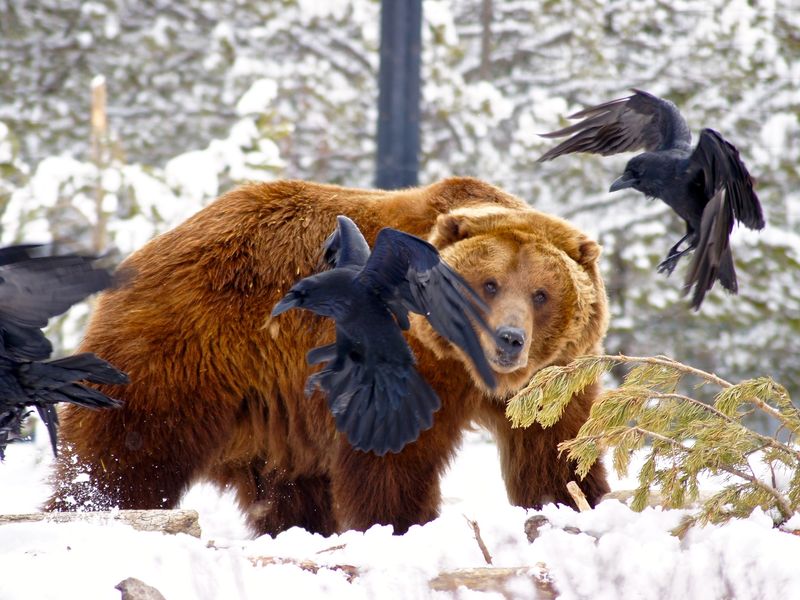 Bear and crows | Smithsonian Photo Contest | Smithsonian Magazine