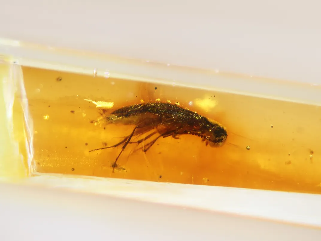 112-Million-Year-Old Amber Samples Preserve a Snapshot of an Ancient Forest