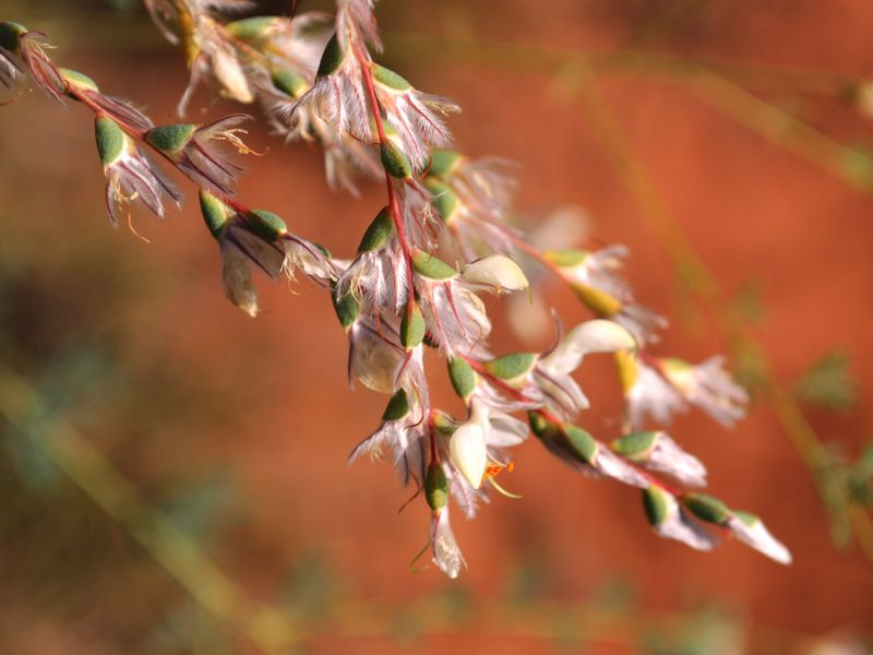 Feathered Flower | Smithsonian Photo Contest | Smithsonian Magazine
