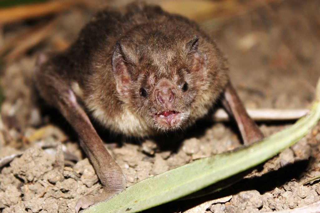 giant vampire bat