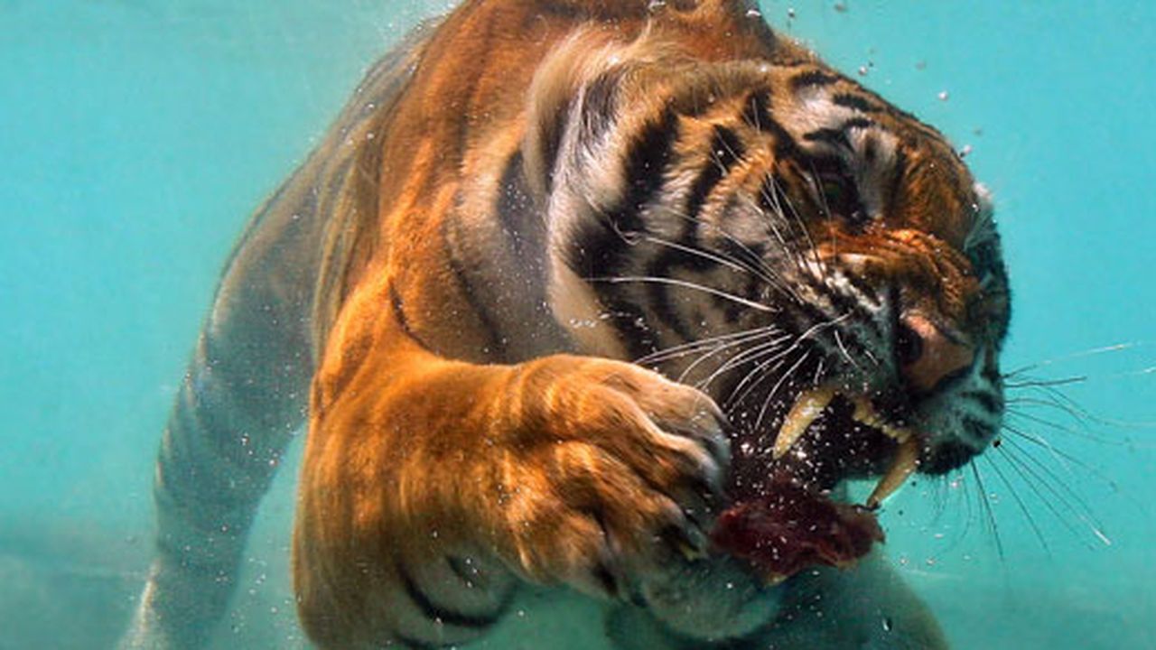 Bengal Tiger Swimming Underwater