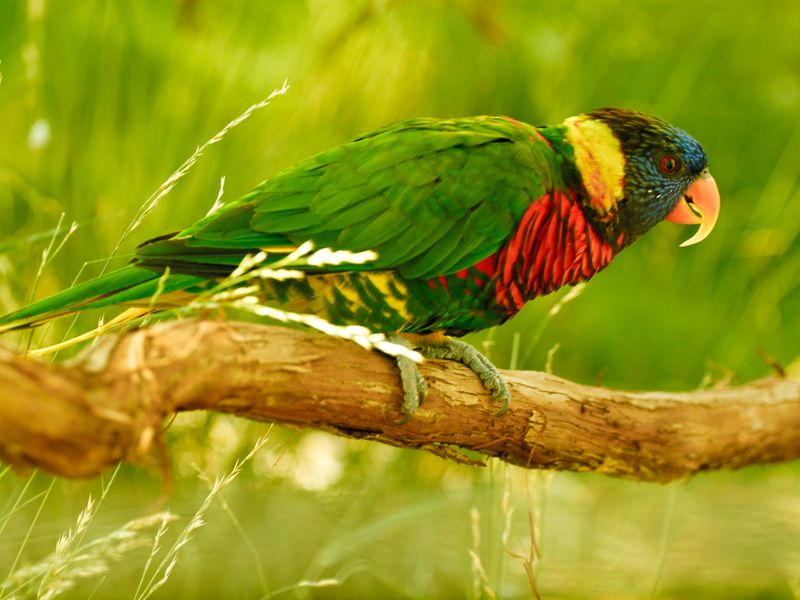 parrot at the Columbus Zoo | Smithsonian Photo Contest | Smithsonian ...