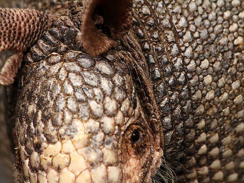 Armadillo | Smithsonian Photo Contest | Smithsonian Magazine