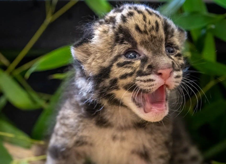 can clouded leopards roar