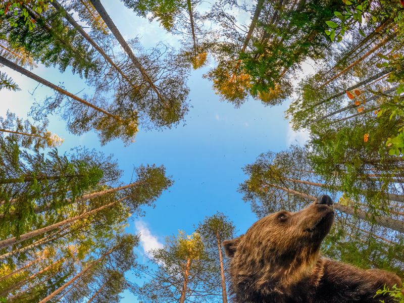 Bear forest | Smithsonian Photo Contest | Smithsonian Magazine