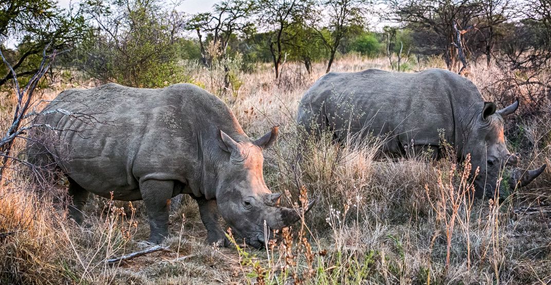 White Rhino Couple | Smithsonian Photo Contest | Smithsonian Magazine