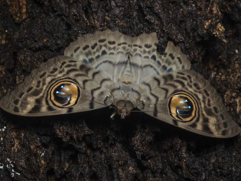 A MOTH WITH AN OWL'S STARE | Smithsonian Photo Contest | Smithsonian ...