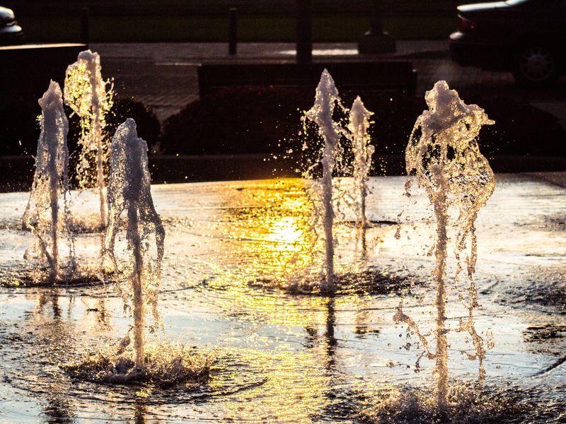 A golden shower in the morning | Smithsonian Photo Contest ...
