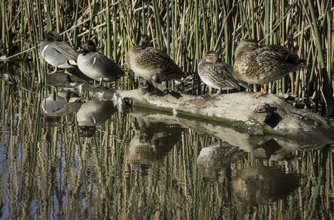 Ducks on a log | Smithsonian Photo Contest | Smithsonian Magazine
