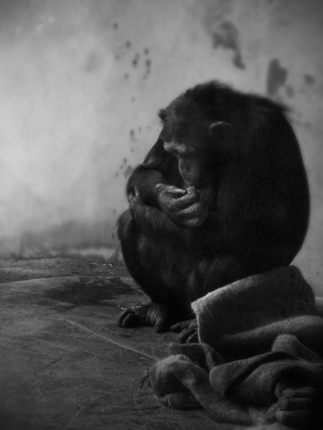 Depressed looking chimp at the zoo | Smithsonian Photo Contest ...