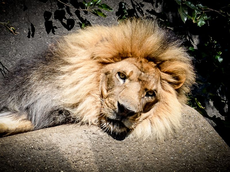 Lazy Lion | Smithsonian Photo Contest | Smithsonian Magazine