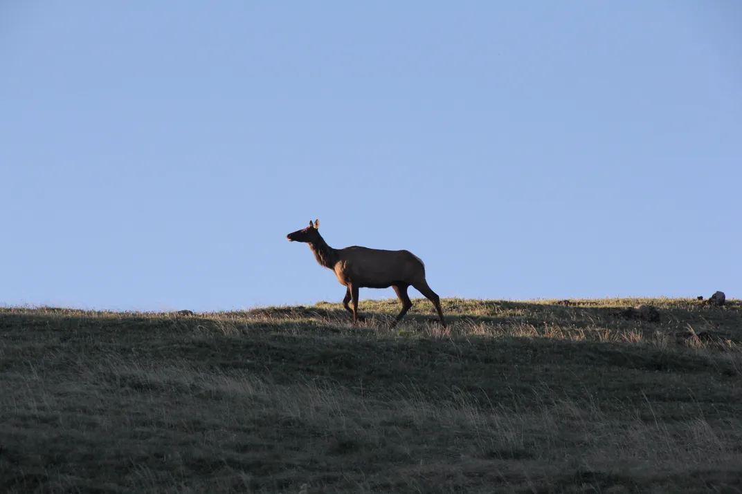 Elk at elevation | Smithsonian Photo Contest | Smithsonian Magazine