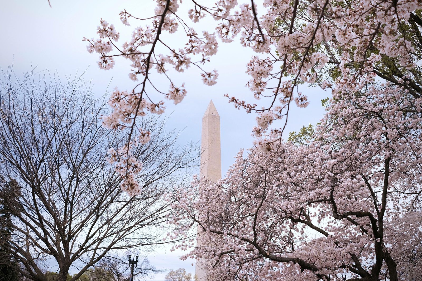 Visiting Washington, D.C. for Spring Break? Pack These Books to Enrich ...