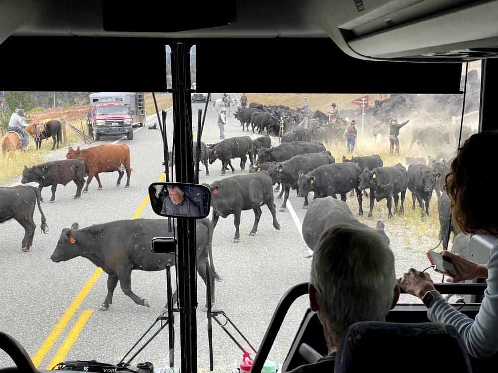 Cattle Roundup out of the Yellowstone National Forest to the cattle ...