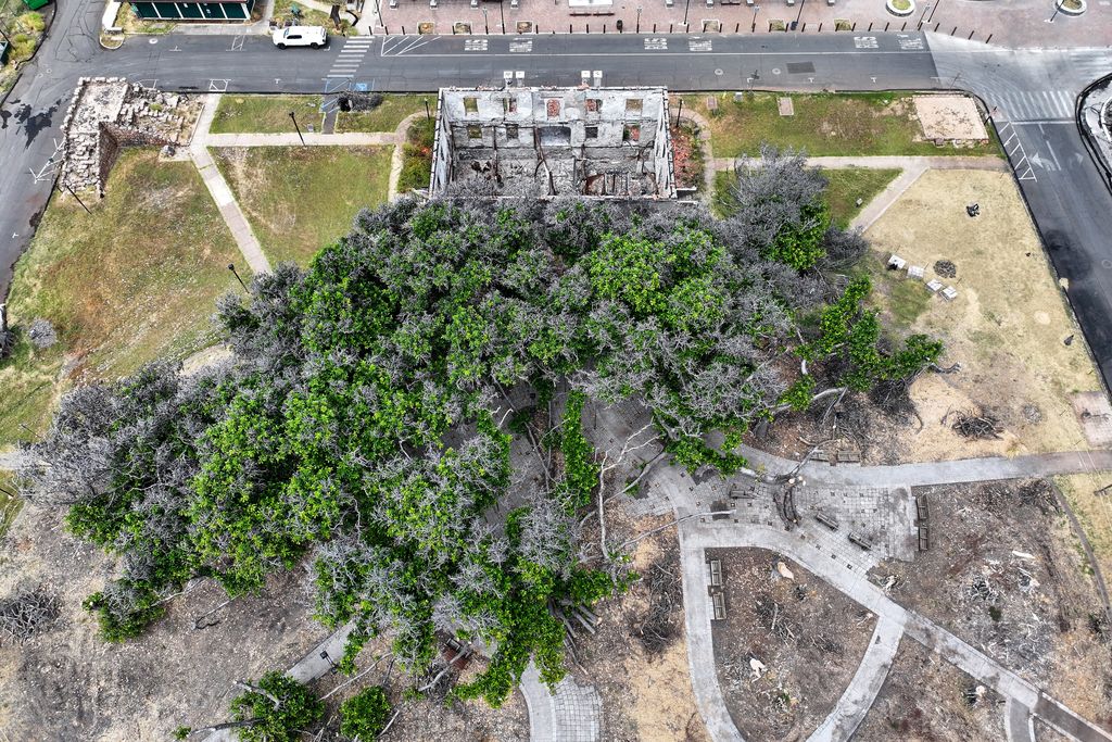 One Year After a Devastating Fire, Lahaina's 151-Year-Old Banyan Tree ...