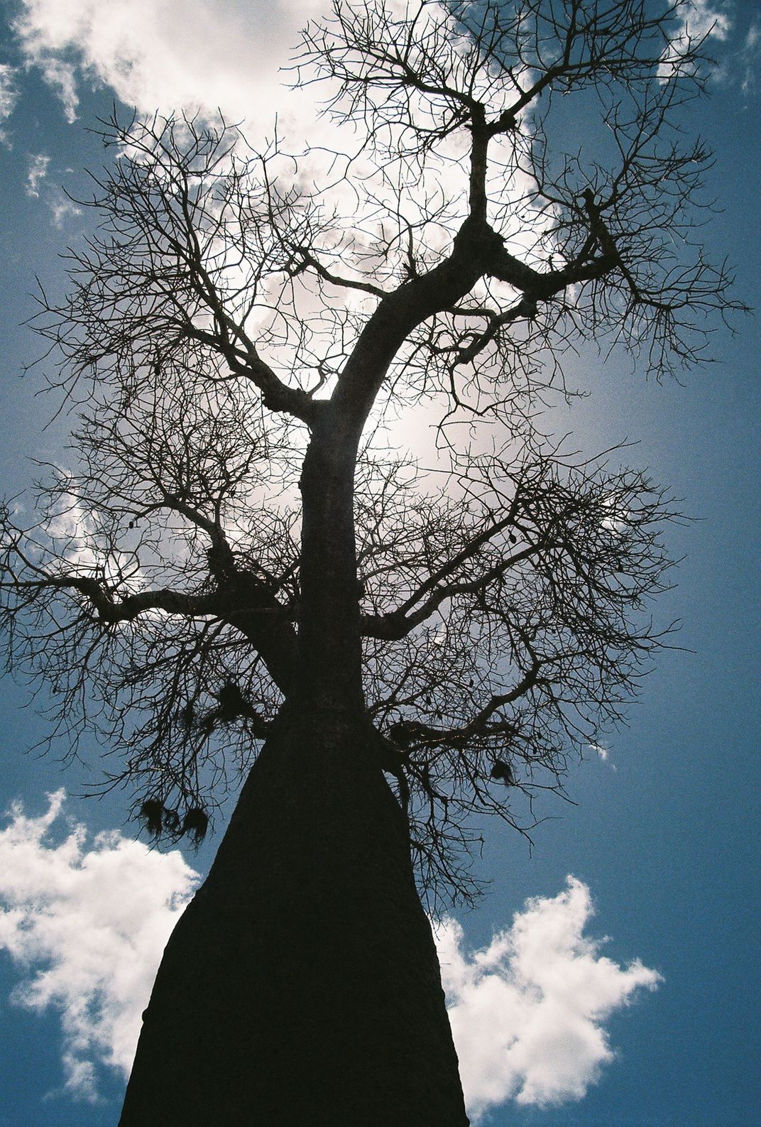 Baobob tree, Madagascar sky | Smithsonian Photo Contest | Smithsonian ...