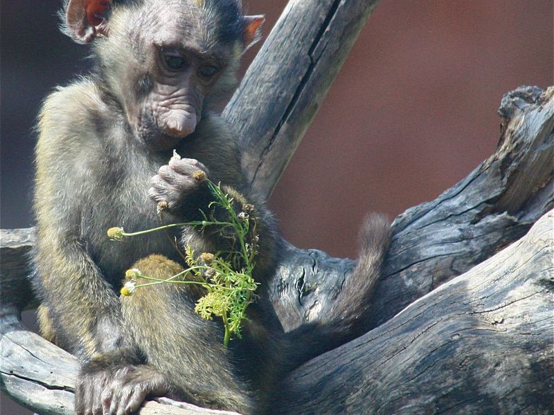 baby baboon holding flowers | Smithsonian Photo Contest | Smithsonian ...