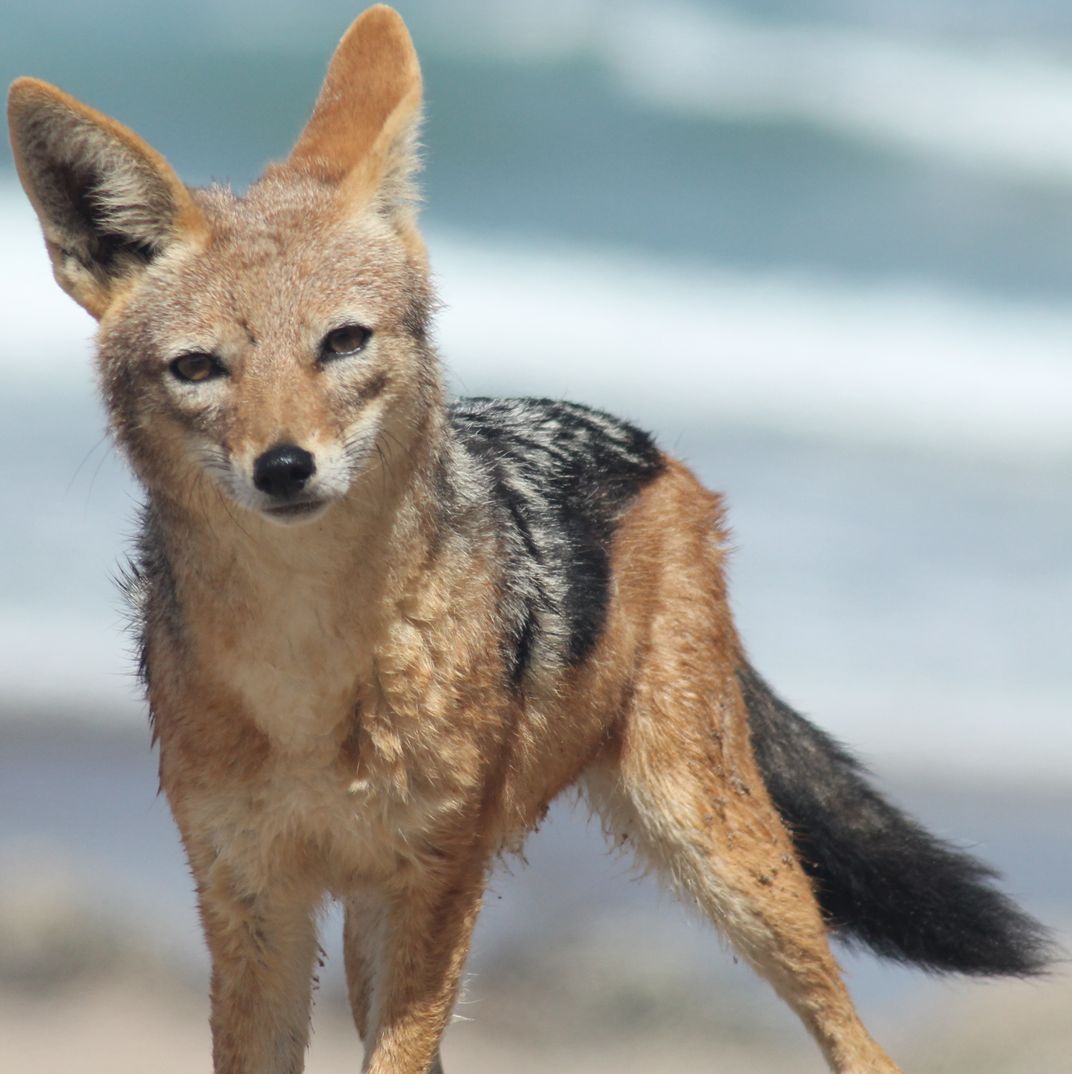 Black-backed jackal along Namibia's Desert Diamond Coast. | Smithsonian ...