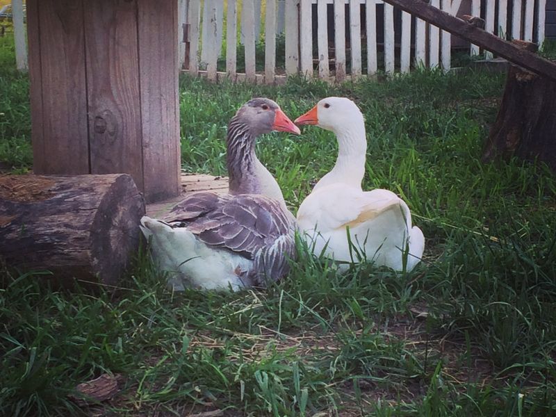 Goose love | Smithsonian Photo Contest | Smithsonian Magazine