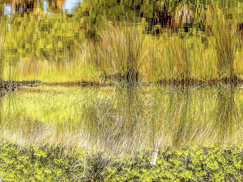 Marsh Grass reflection along a gulf coast estuary in the nature coast ...
