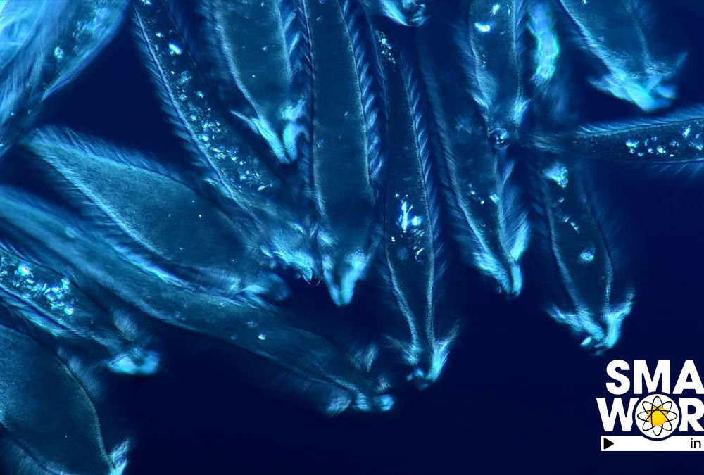 The Secret World of a Termite's Gut Revealed in Award-Winning Video