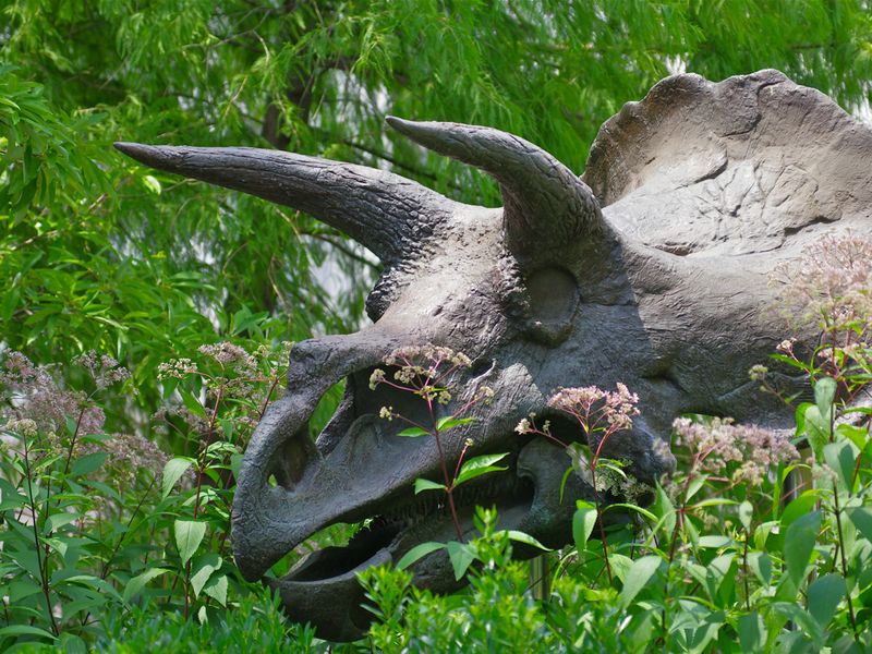 Triceratops in the Bushes | Smithsonian Photo Contest | Smithsonian ...