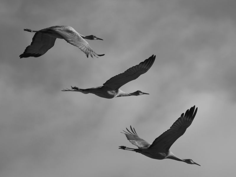 These are Sandhill Cranes making a corn field in Delta, CO their rest ...