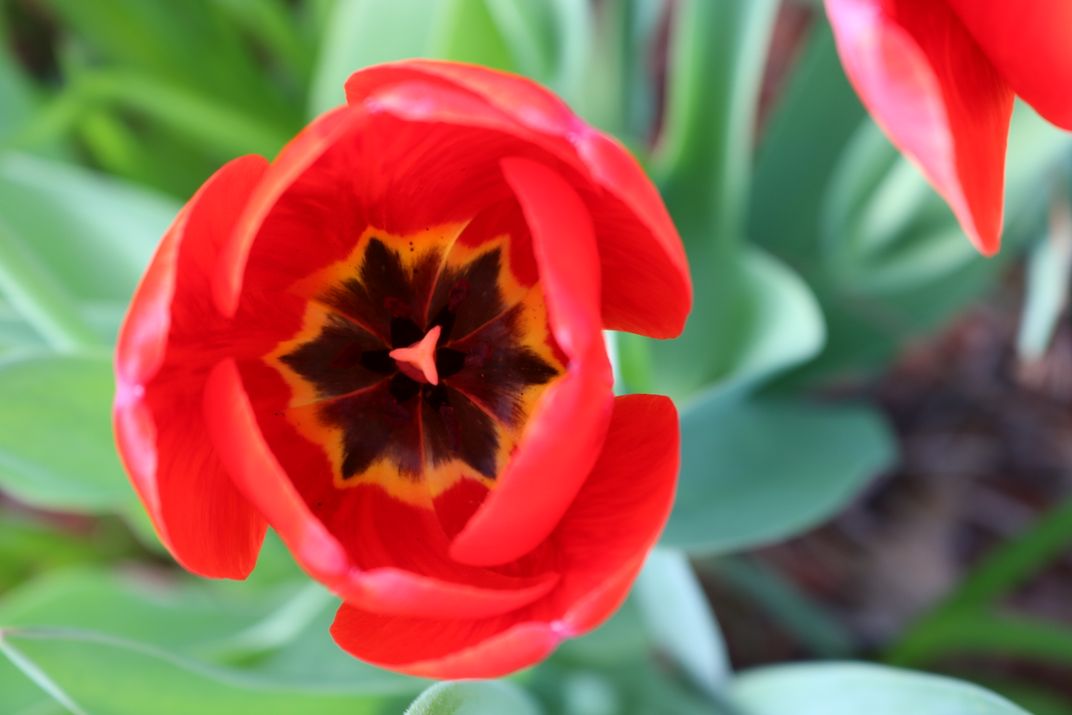 Spring Tulip | Smithsonian Photo Contest | Smithsonian Magazine