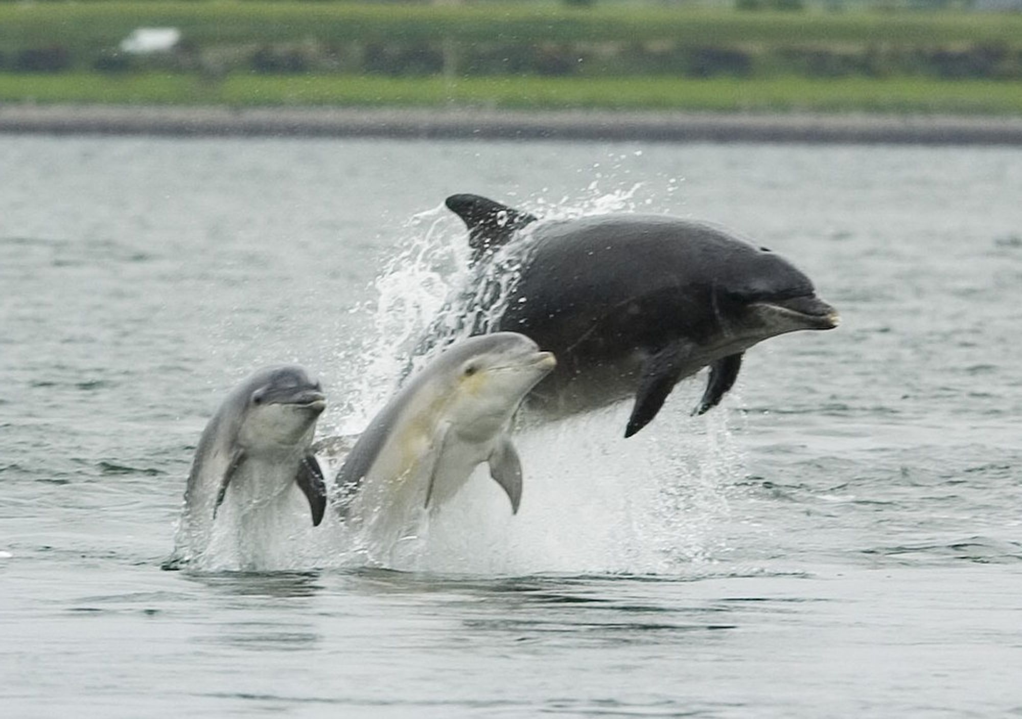 Dolphins Use Baby Talk When Their Calves Are Around