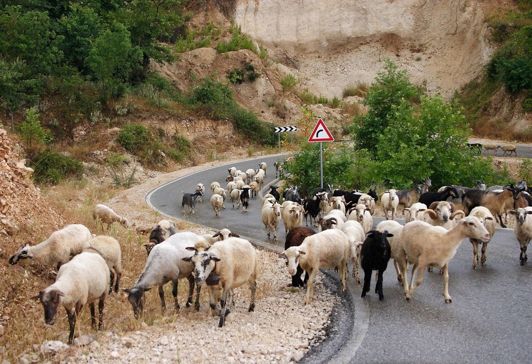 on the move with sheep in wild central albania | Smithsonian Photo ...