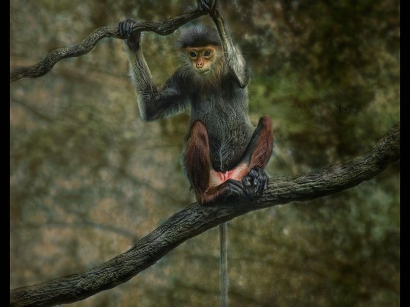 A langur monkey resting on a vine. Singapore Zoological Garden ...