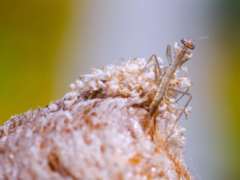 Newborn Praying Mantis | Smithsonian Photo Contest | Smithsonian Magazine