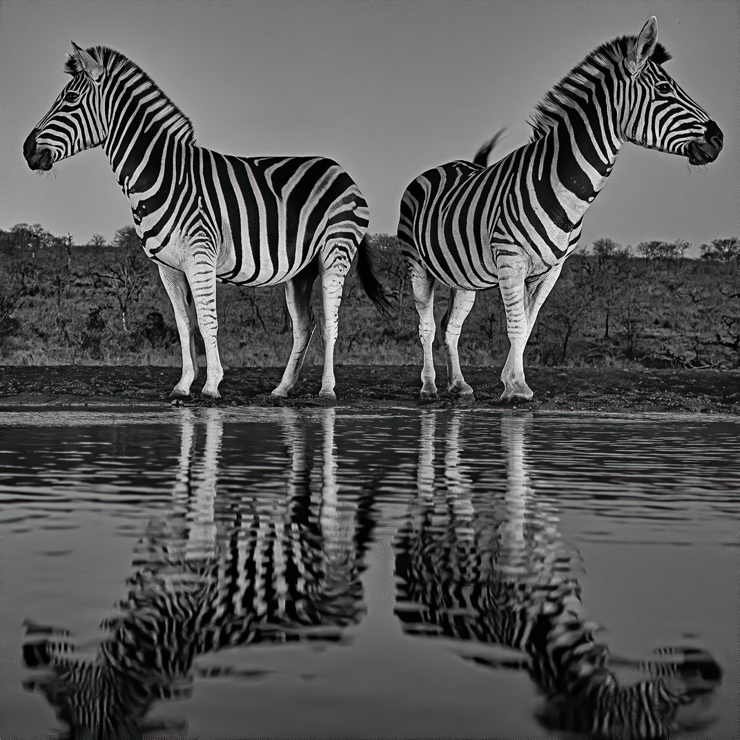 zebras | Smithsonian Photo Contest | Smithsonian Magazine