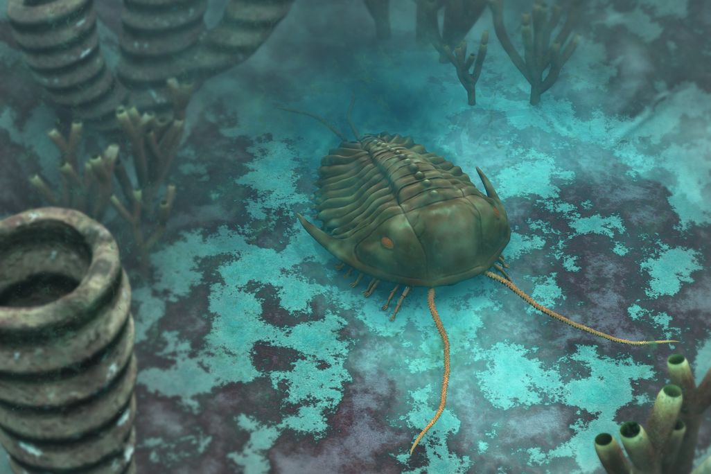 the cambrian explosion