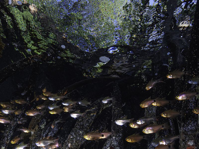 Juvenile fish in a mangrove | Smithsonian Photo Contest | Smithsonian ...