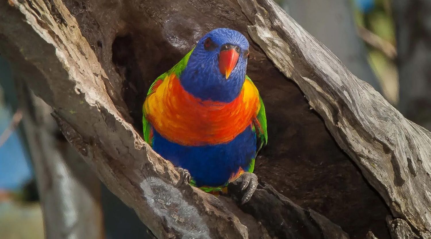 Sex Reversal Is More Common in Birds Than Previously Thought, Suggests ...