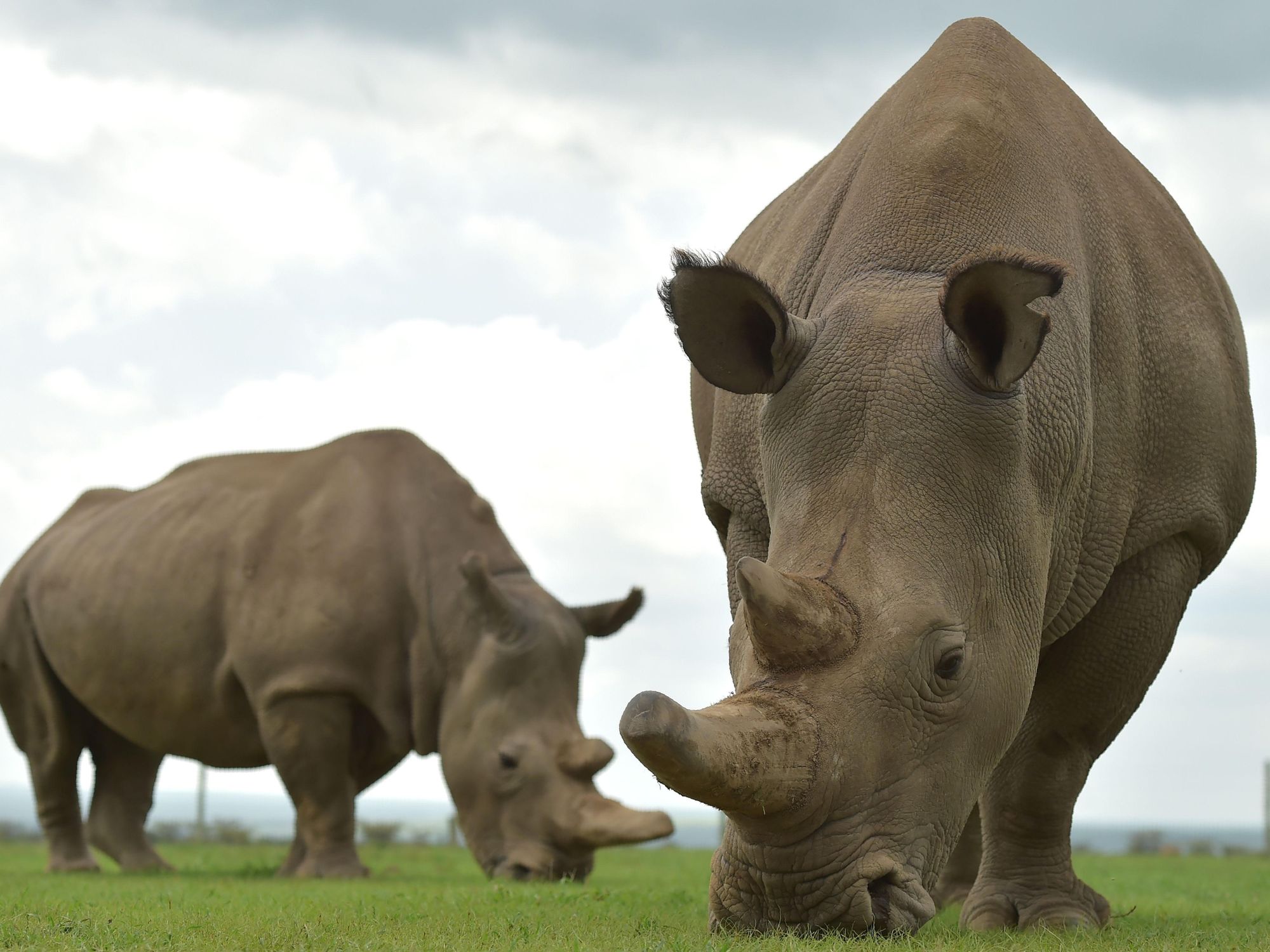 World's First IVF Rhino Pregnancy Could Save a Nearly Extinct Subspecies