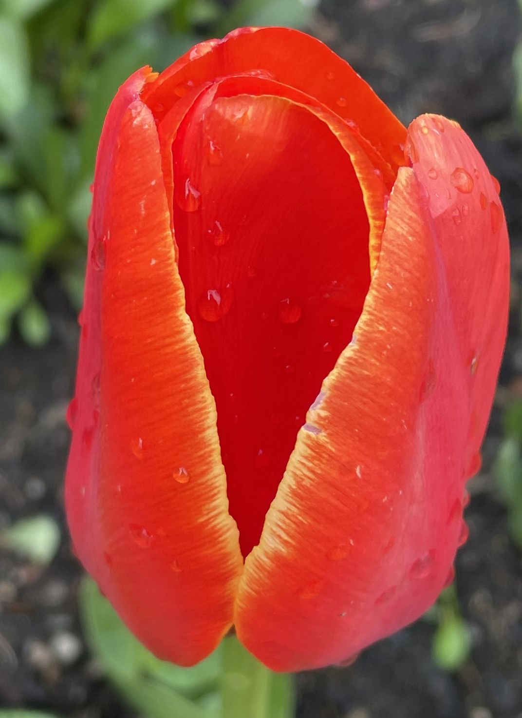 Beauty: Unfolding Flower, Raindrop Touched Joy | Smithsonian Photo ...