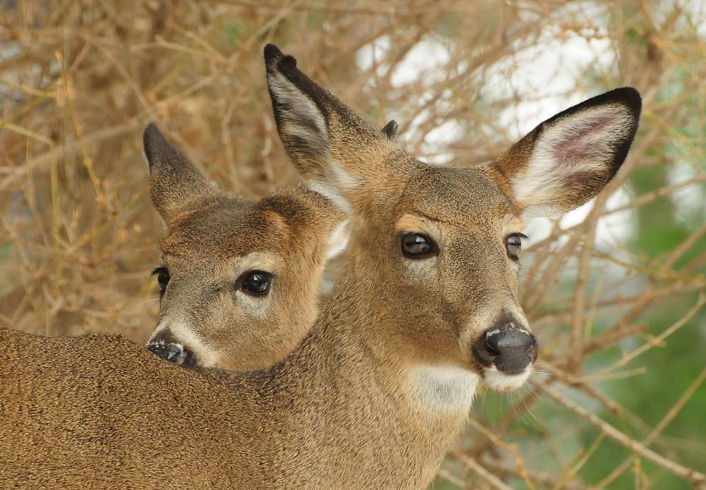 Whitetail deer doe and first year fawn visiting backyard | Smithsonian ...