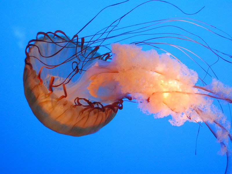 Jelly Fish | Smithsonian Photo Contest | Smithsonian Magazine